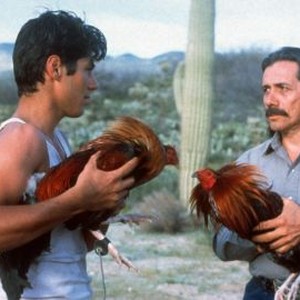 Roosters - Rotten Tomatoes