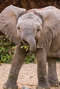 Secrets of the Elephants: Season 1, Episode 2 | Rotten Tomatoes