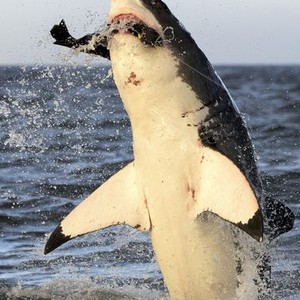 Air Jaws Apocalypse: Reloaded - Rotten Tomatoes