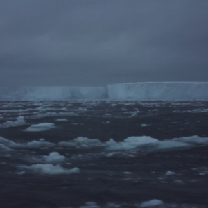 Red Knot - Rotten Tomatoes