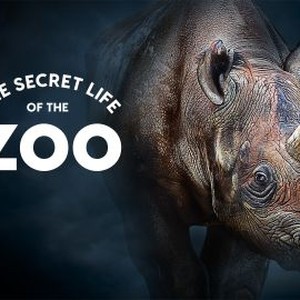 The Secret Life of the Zoo: Season 8, Episode 1 - Rotten Tomatoes