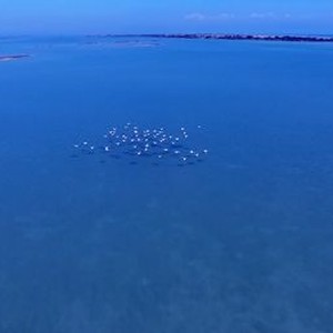 WeRiseUP - Rotten Tomatoes