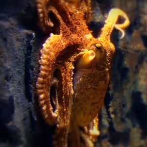 The Life and Time of Paul the Psychic Octopus - Rotten Tomatoes