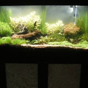 Fish Tank Kings: Season 2, Episode 6 - Rotten Tomatoes