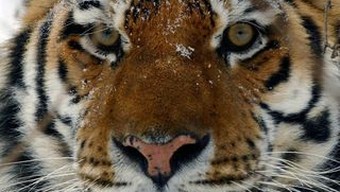 Operation Snow Tiger - Rotten Tomatoes