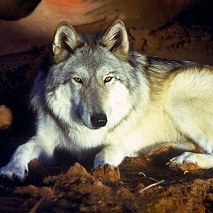 The Legend of Lobo - Rotten Tomatoes