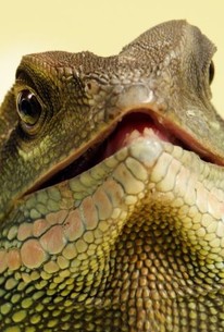 The Hidden Lives of Pets: Season 1, Episode 1 | Rotten Tomatoes