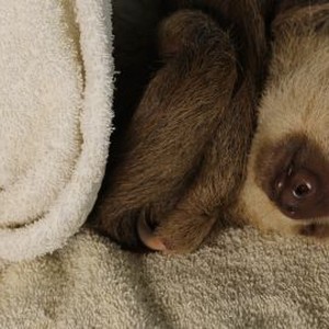 Meet the Sloths - Rotten Tomatoes