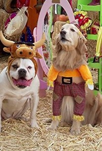 Mutt & Stuff: Season 1, Episode 28 | Rotten Tomatoes