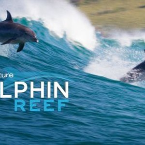 Dolphin Reef - Rotten Tomatoes