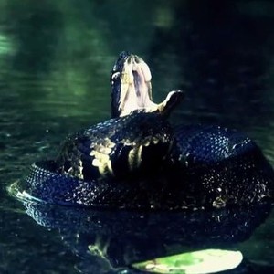 Swamp Wars: Season 2, Episode 2 - Rotten Tomatoes