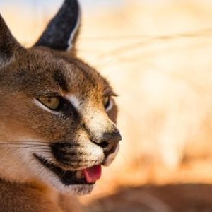 Speed Kills - Rotten Tomatoes