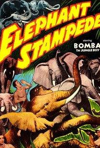 Elephant Stampede | Rotten Tomatoes