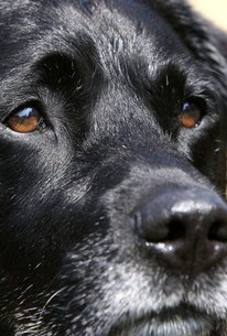 The Bionic Vet: Season 1, Episode 5 - Rotten Tomatoes