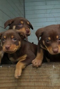 Muster Dogs: Season 1, Episode 1 | Rotten Tomatoes