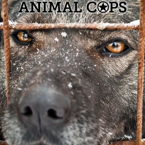 Animal Cops: Houston: Season 3, Episode 13 - Rotten Tomatoes