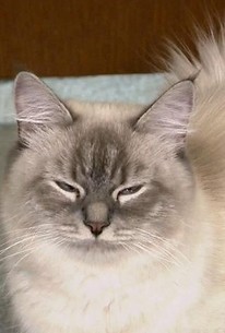 Too Cute!: Season 2, Episode 16 | Rotten Tomatoes