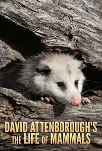 David Attenborough's The Life of Mammals - Rotten Tomatoes