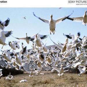 Winged Migration - Rotten Tomatoes