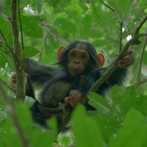 Chimp Empire - Rotten Tomatoes