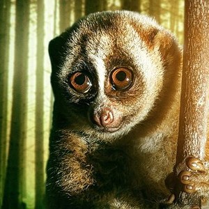 72 Dangerous Animals: Asia - Rotten Tomatoes