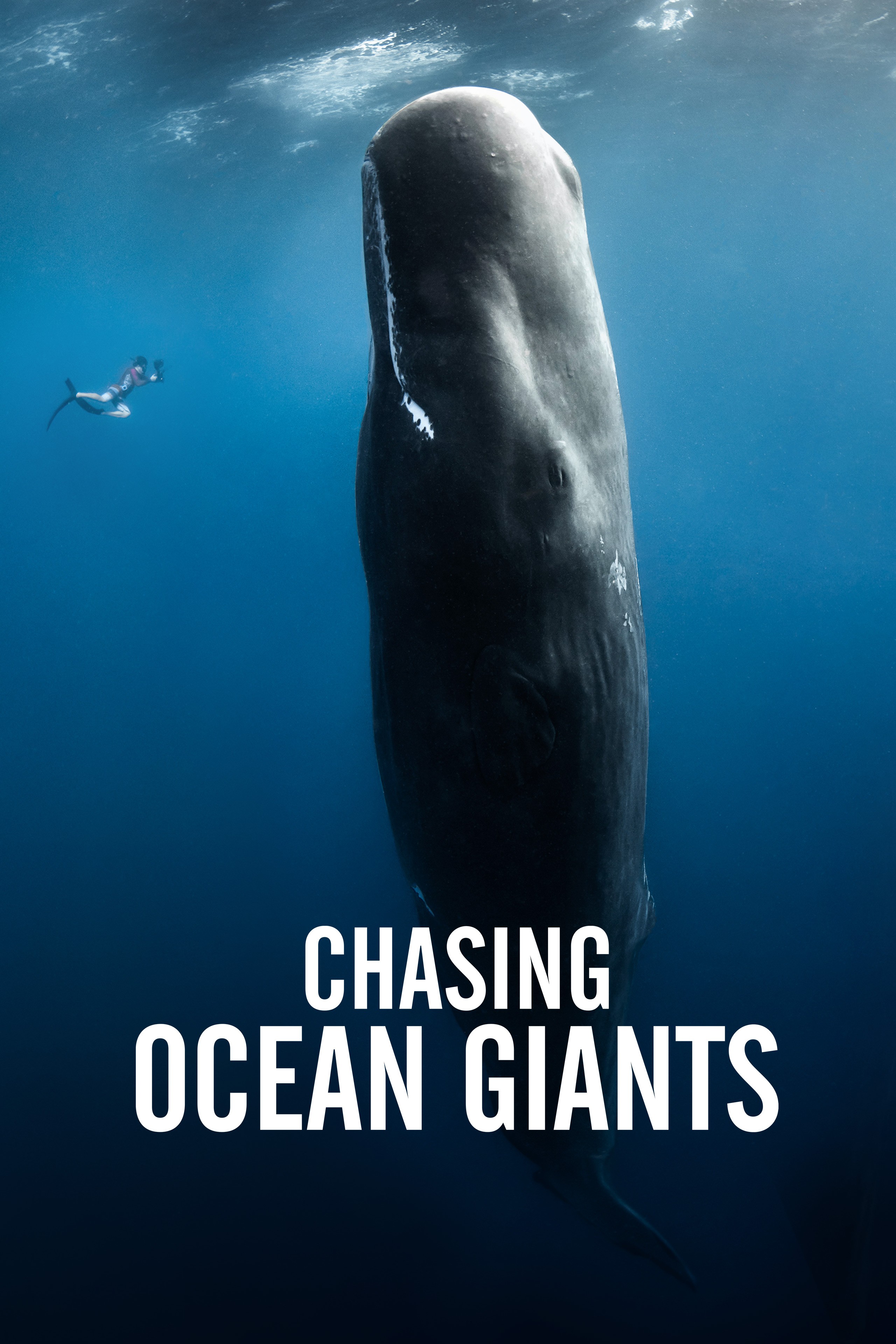 Chasing Ocean Giants Pictures | Rotten Tomatoes