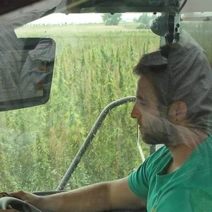 American Hemp - Rotten Tomatoes