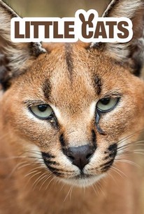 Little Cats | Rotten Tomatoes