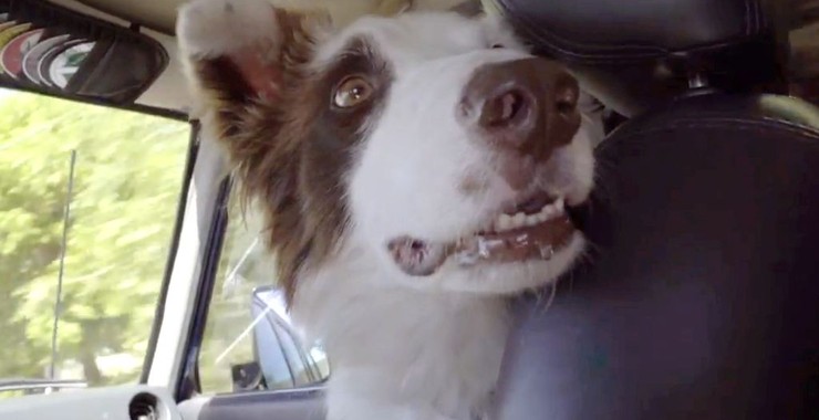 The Stray - Rotten Tomatoes