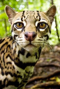 Big Cats: Season 1, Episode 2 | Rotten Tomatoes