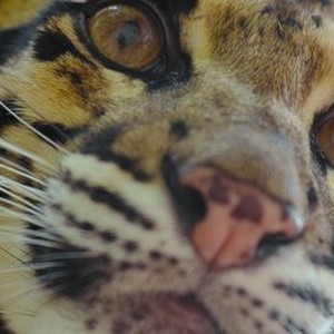 Animal - Rotten Tomatoes