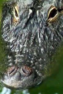 Swamp Brothers: Season 1, Episode 18 | Rotten Tomatoes