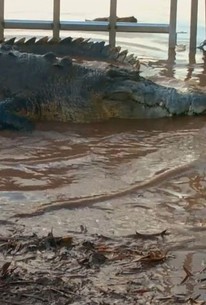 Wild Croc Territory: Season 1, Episode 1 | Rotten Tomatoes