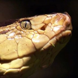 Austin Stevens: Snakemaster: Season 1, Episode 5 - Rotten Tomatoes
