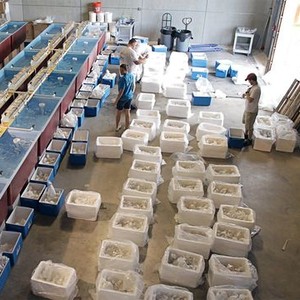 Fish Tank Kings: Season 2, Episode 8 - Rotten Tomatoes