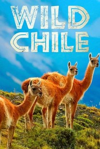 Wild Chile - Rotten Tomatoes