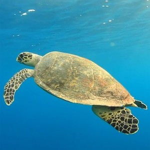 The Last Turtle - Rotten Tomatoes