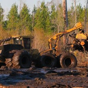 Swamp Loggers - Rotten Tomatoes