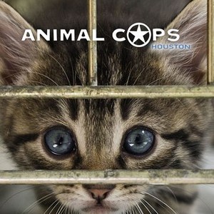Animal Cops: Houston - Rotten Tomatoes