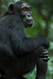Chimp Empire: Season 1, Episode 4 - Rotten Tomatoes