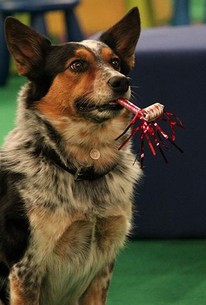 Mutt & Stuff: Season 1, Episode 3 | Rotten Tomatoes