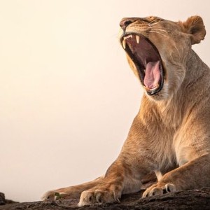 Lion Kingdom - Rotten Tomatoes