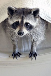 Ingenious Animals: Season 1, Episode 1 | Rotten Tomatoes