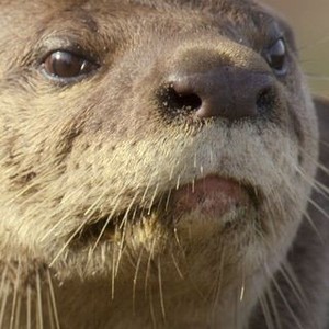 Otter Dynasty: Season 1, Episode 1 - Rotten Tomatoes