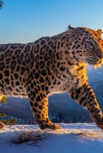 Planet Earth: Frozen Planet II: Season 1, Episode 5 | Rotten Tomatoes