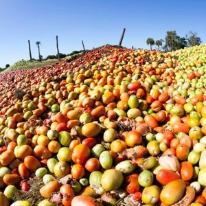 Food Chains - Rotten Tomatoes