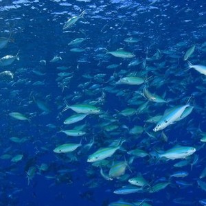 Ocean Legacy - Rotten Tomatoes