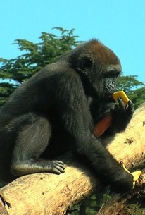 The Zoo: Season 1, Episode 6 | Rotten Tomatoes