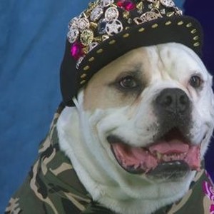 Mutt & Stuff: Season 2, Episode 15 - Rotten Tomatoes