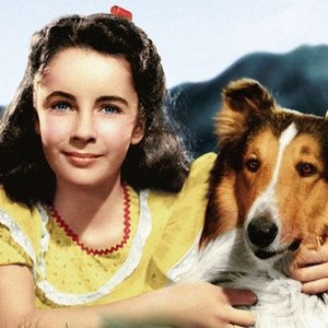 Courage of Lassie - Rotten Tomatoes